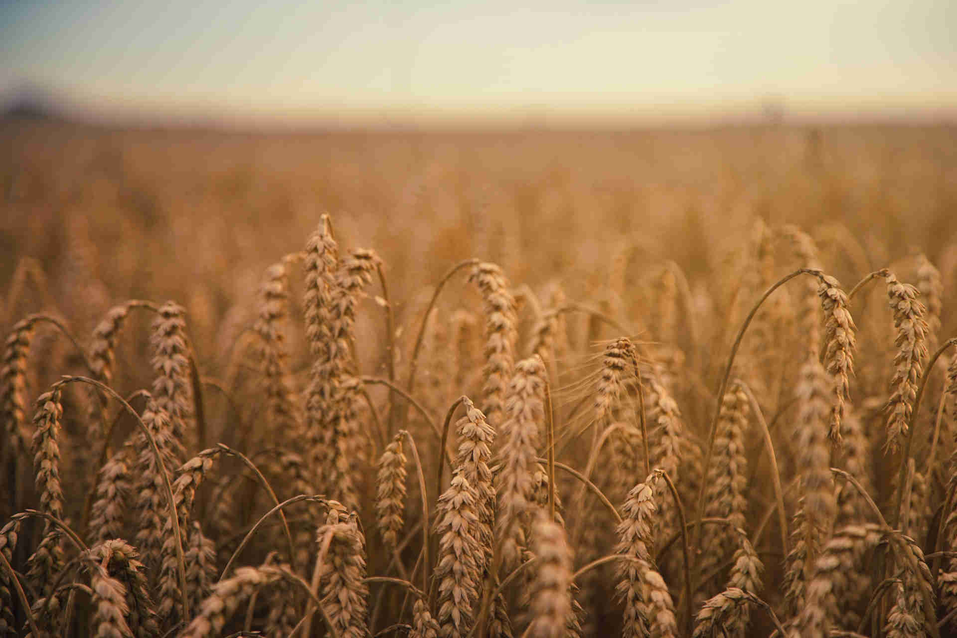 Fermenting Grains and Other Starches - Cultures for GI Health